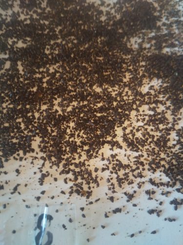 ditting社最新鋭コーヒーグラインダー「804LAB SWEET」の実力は？①基本編 12段階の粒度設定、ディスクカッターによるグラインド性能を検証！ | Sotopia